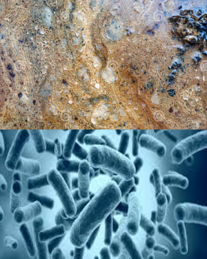 MAEKO - The Food Waste Specialist